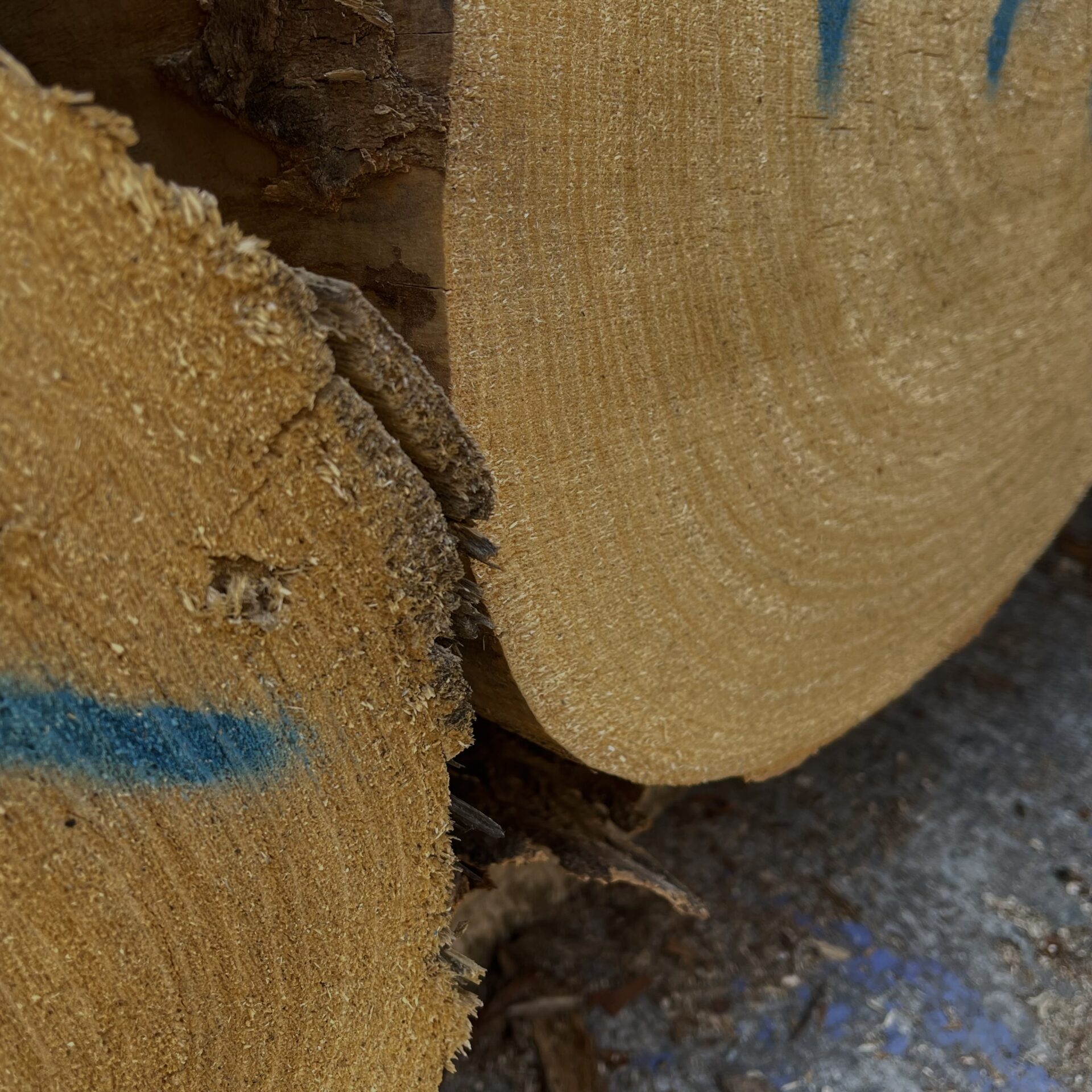 Why Paulownia Wood is Ideal for Gift Boxes – Lightweight, Durable ...